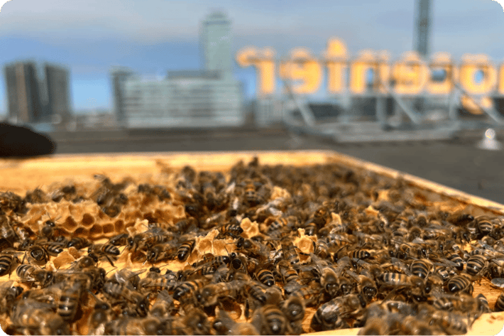 Pollinator Week: een update over de bijen bij Aristo Amsterdam