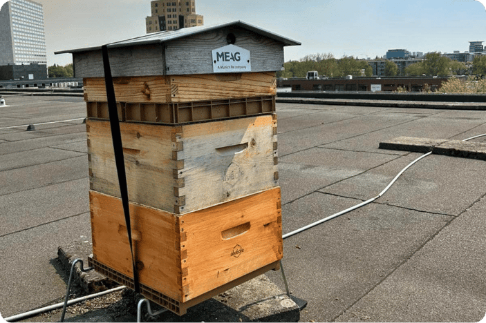 Pollinator Week: een update over de bijen bij Aristo Amsterdam